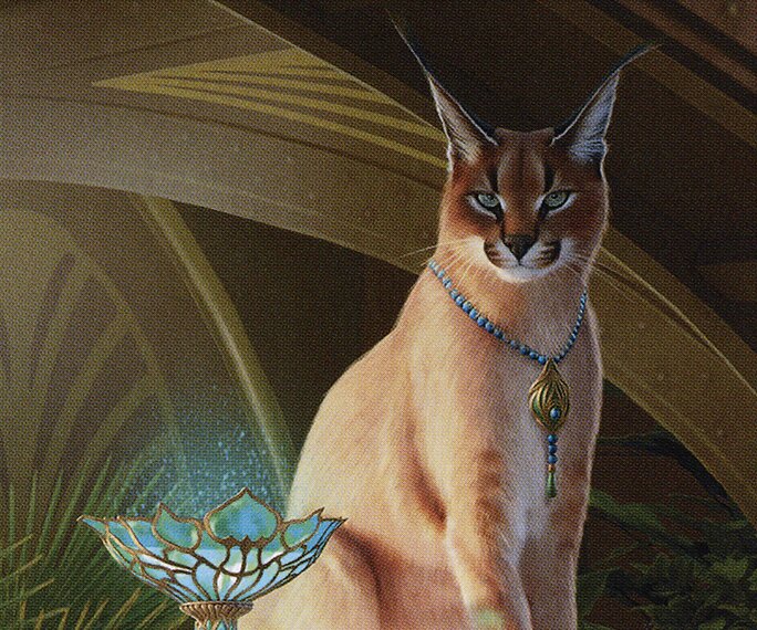 Nor's Cats - Commander (Jinnie Fay, Jetmir's Second)
