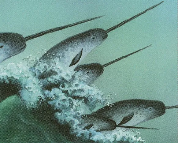 Whale Tribal - Commander (Ukkima, Stalking Shadow)