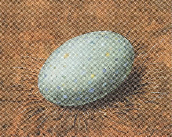 The Dingus Song 🥚 - Old School